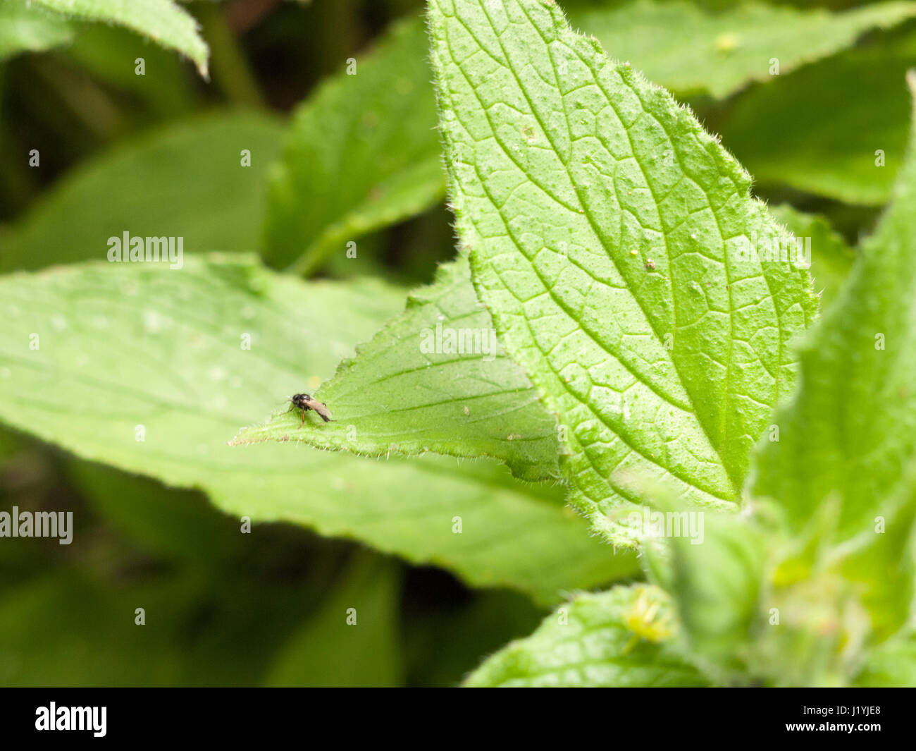 a small black fly resting upon a green ripe leaf with texture up close ...