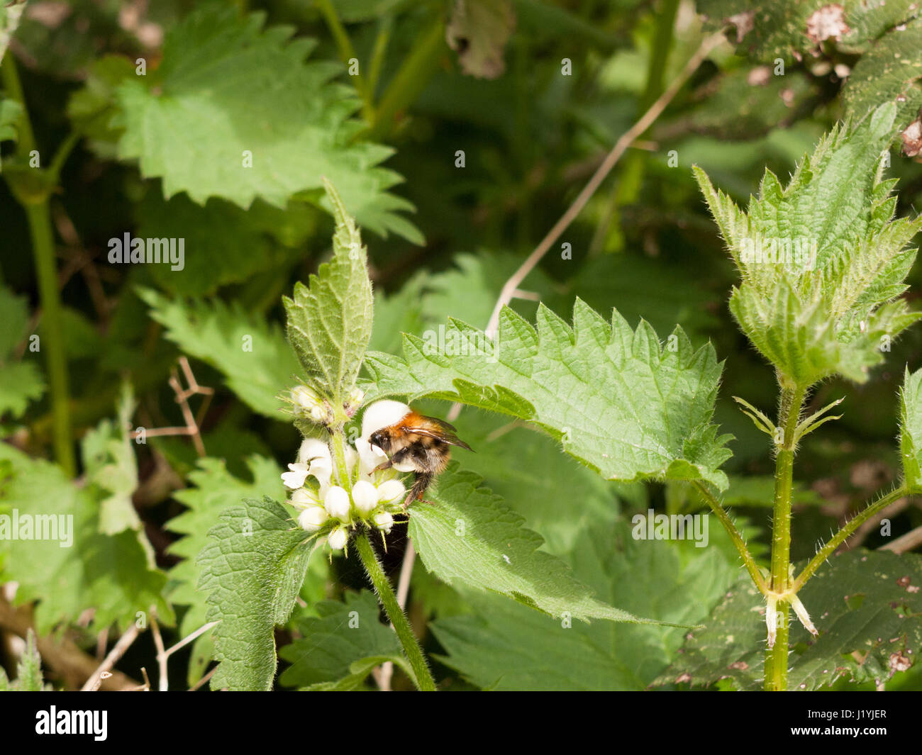 a big bumble bee up close and in view sharp and crisp and clear with ...