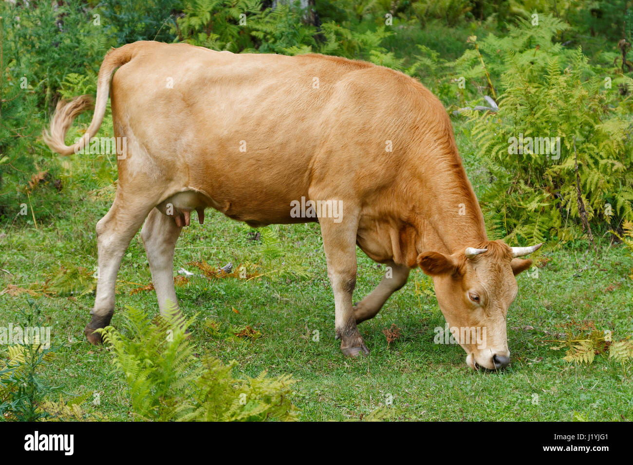Grazing red angus hi-res stock photography and images - Alamy