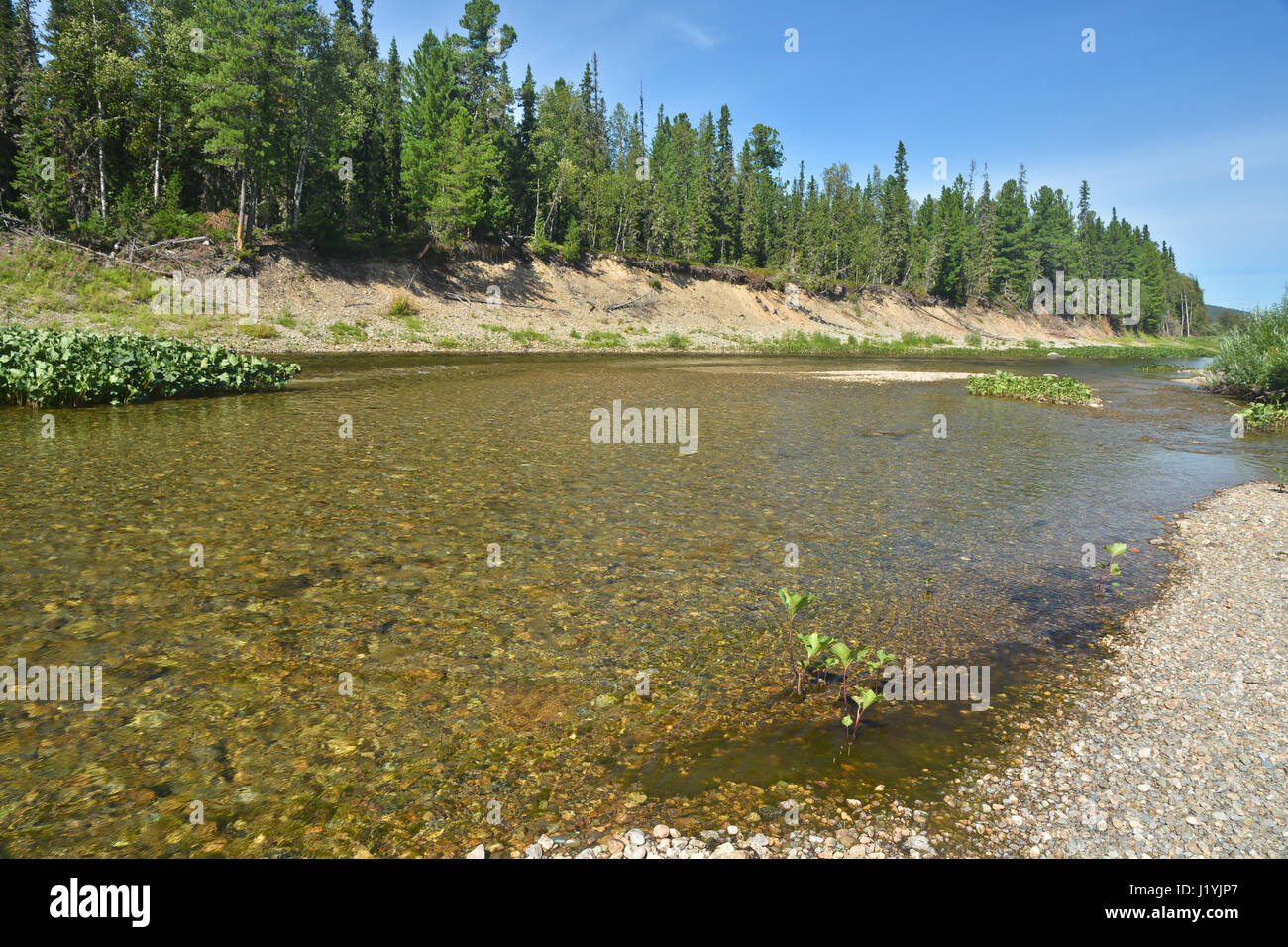 National park "Yugyd va", "Virgin forests of Komi". Summer river ...