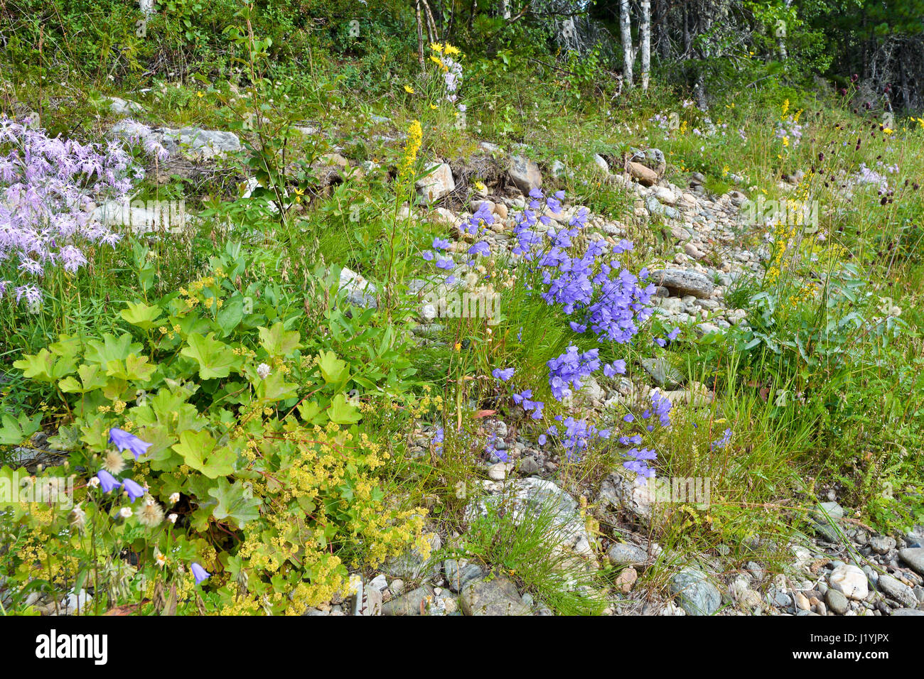 Wild bells. Wildflowers on the bank of the Ural river Stock Photo - Alamy