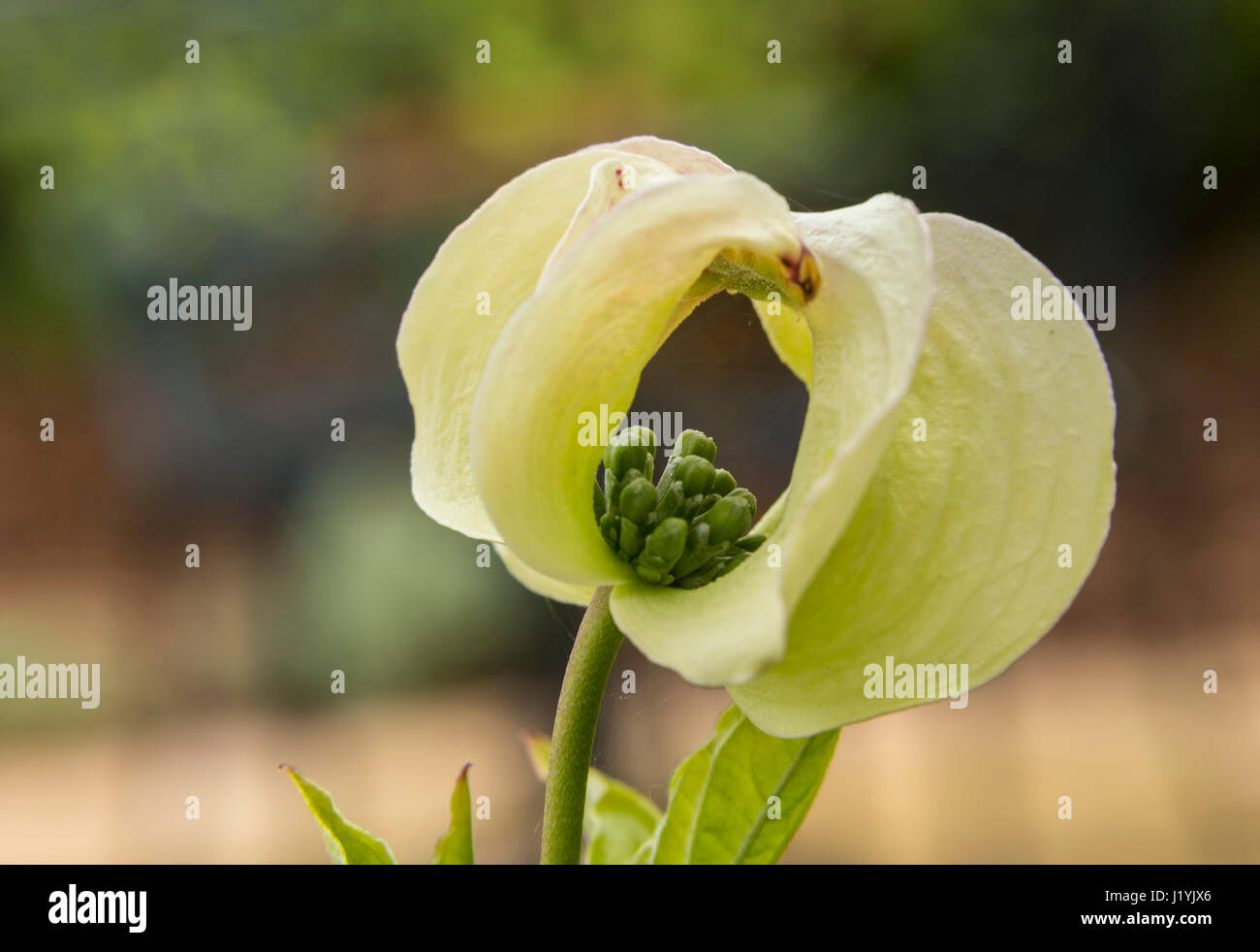 Flower bract of a cornus Florida Rainbow Tree beginning to open. Flower ...
