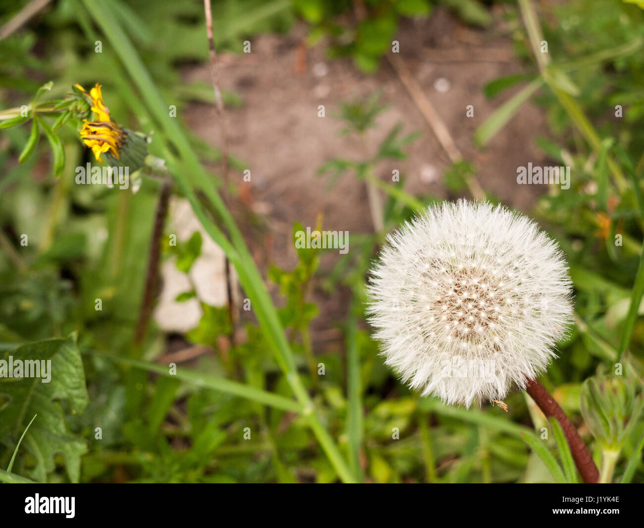 a close up of a white dandelion head in spring upon its stem intact and ...