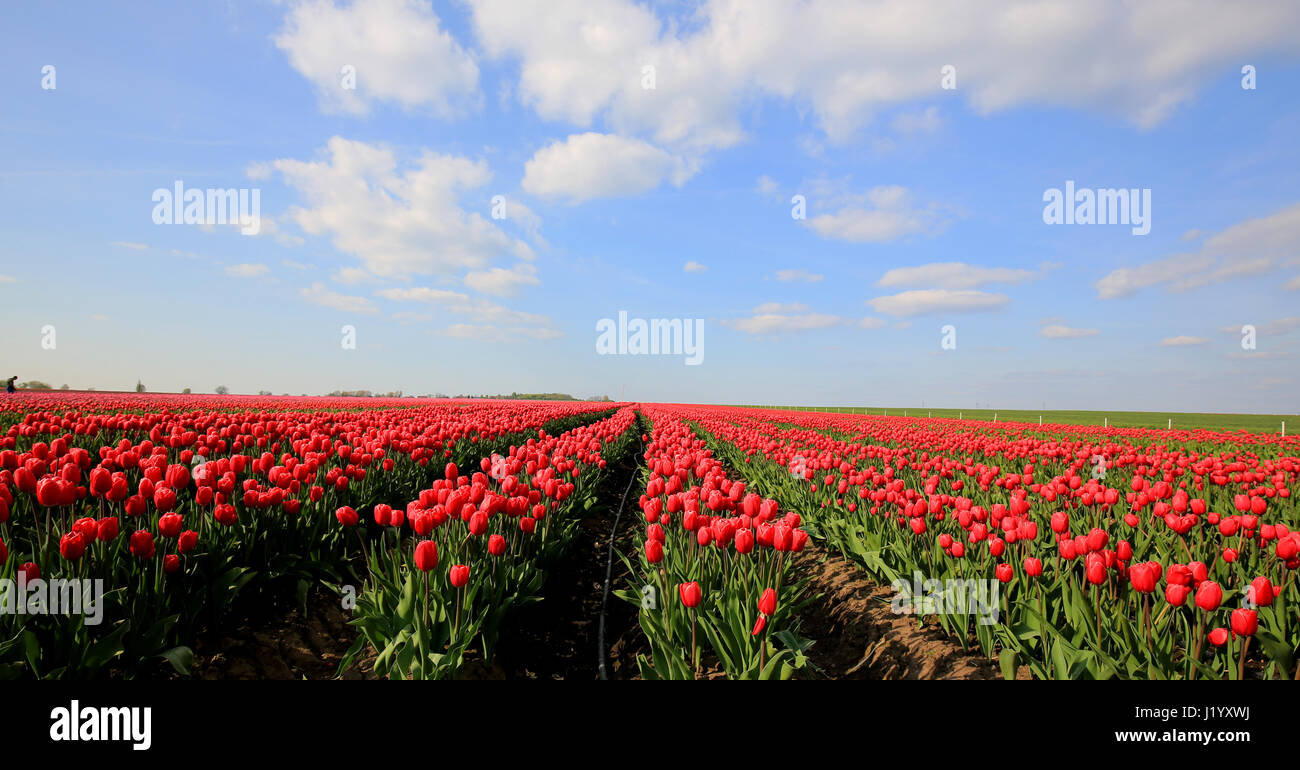 Schwaneberg, Germany. 20th Apr, 2017. A field of tulips in Schwaneberg ...