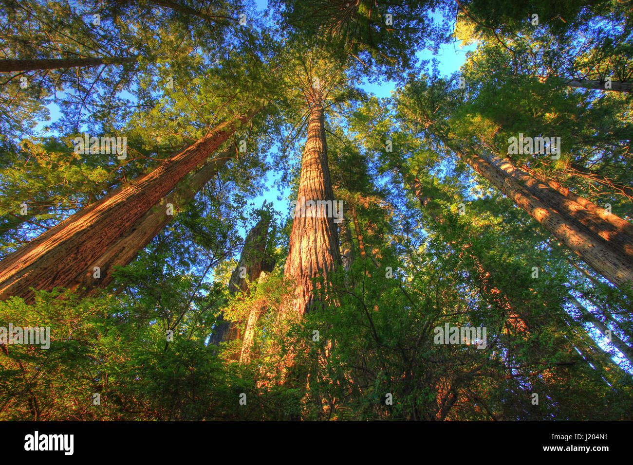 Giant redwood trees tower up into the sky in the Headwaters Forest ...
