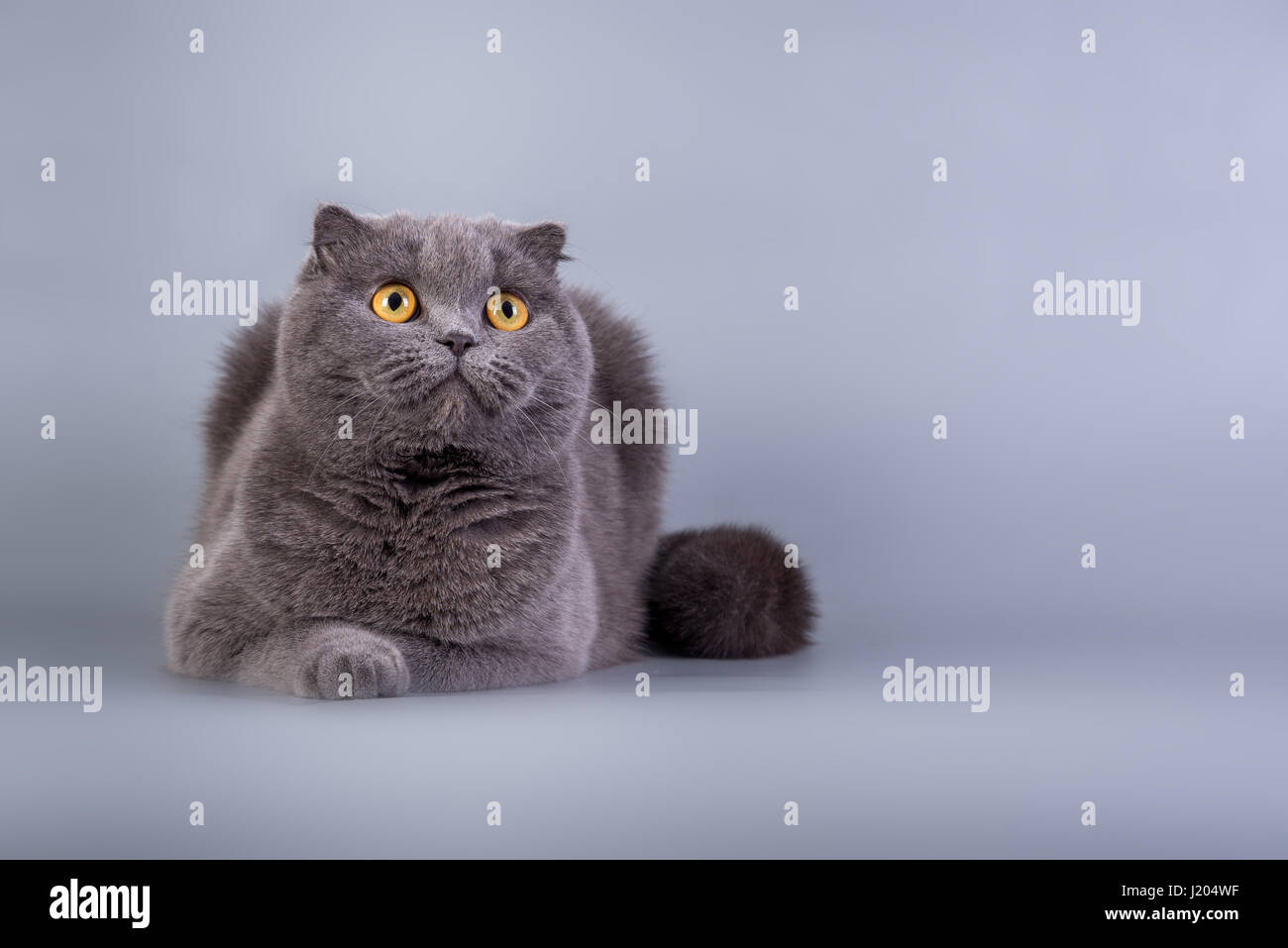 Scottish Fold small cute kitten blue color Stock Photo - Alamy