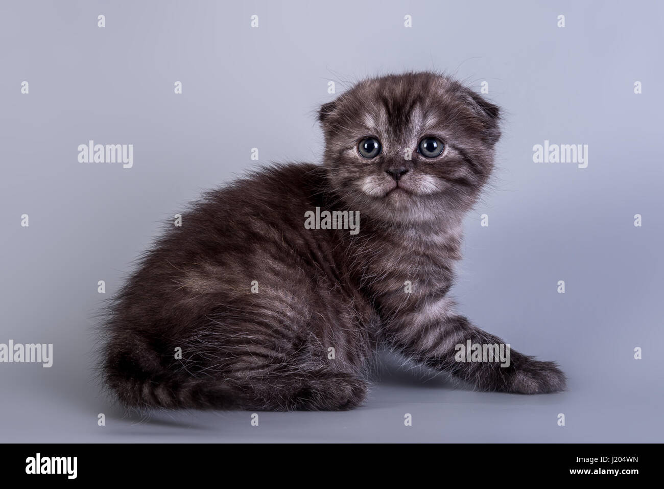 Scottish Fold small cute kitten silver tabby color Stock Photo - Alamy