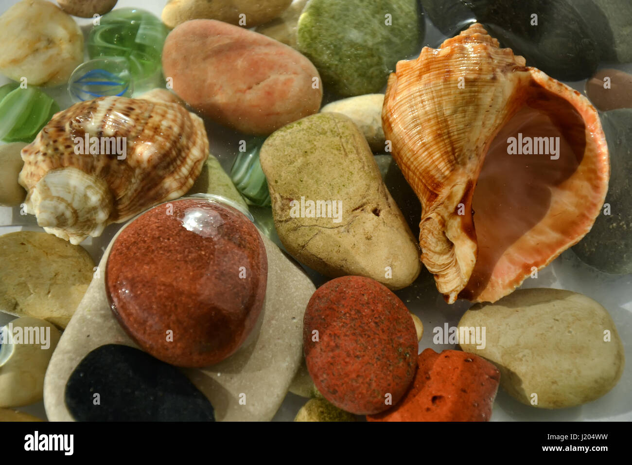 Stones and shells on the bottom of the aquarium Stock Photo - Alamy