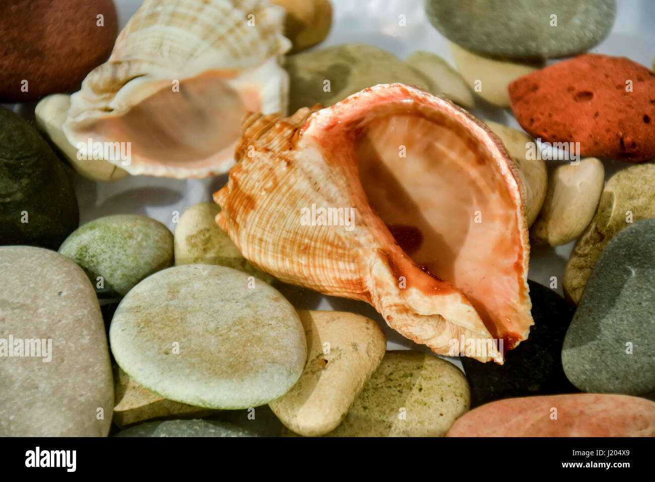 Stones and shells on the bottom of the aquarium Stock Photo - Alamy