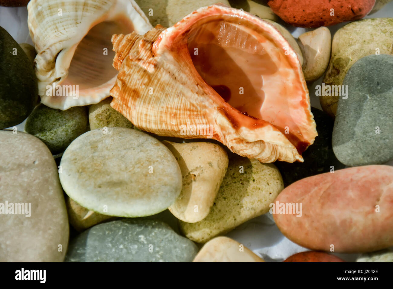 Stones and shells on the bottom of the aquarium Stock Photo - Alamy