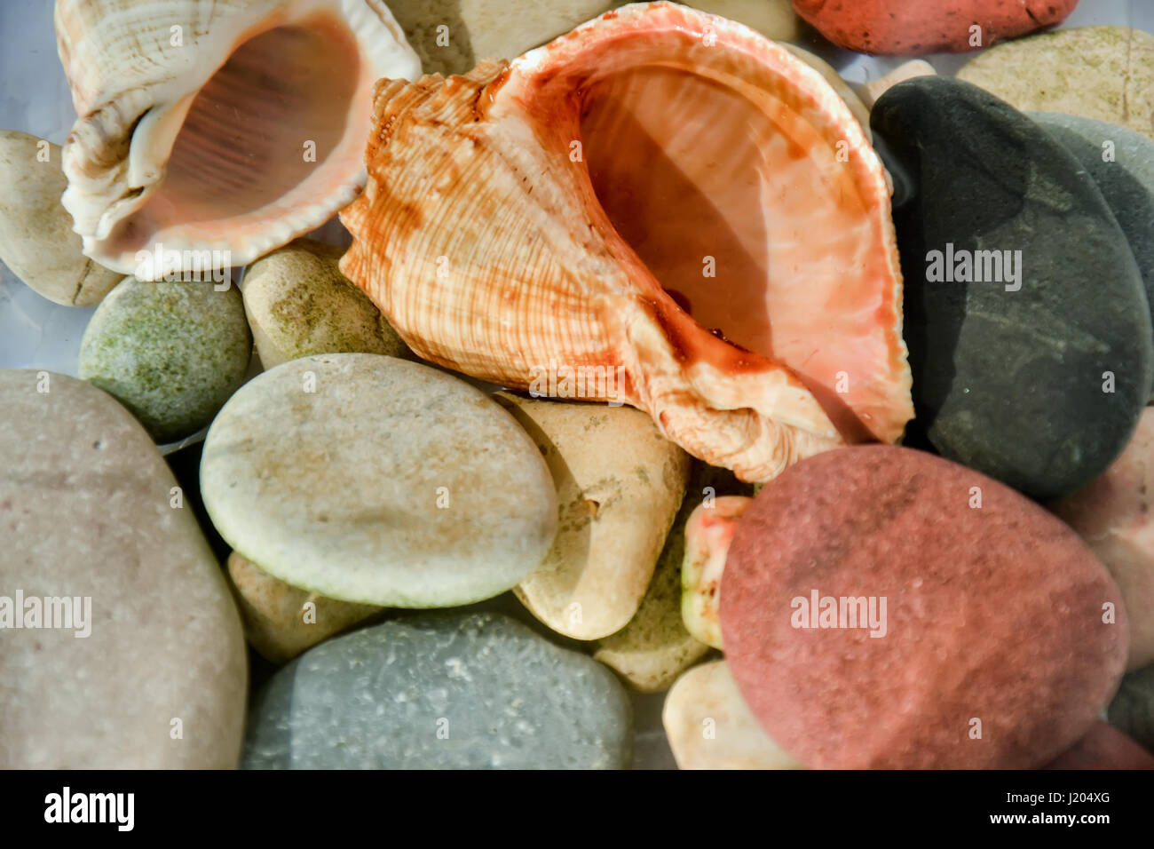 Stones and shells on the bottom of the aquarium Stock Photo - Alamy
