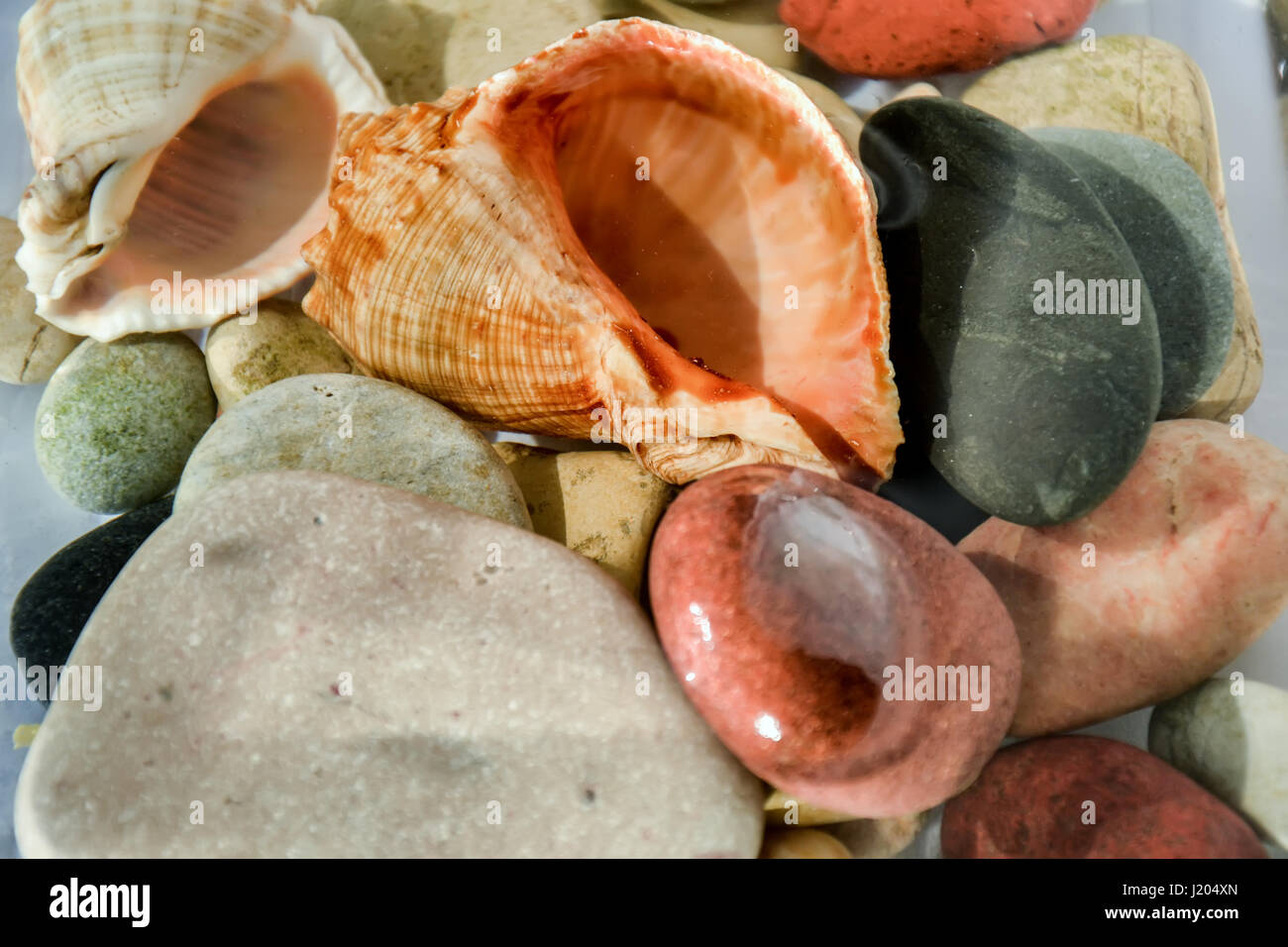 Stones and shells on the bottom of the aquarium Stock Photo - Alamy