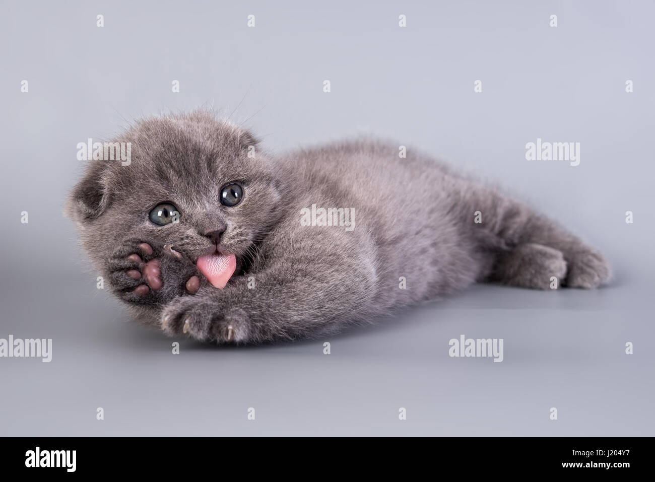 Scottish Fold small cute kitten blue color Stock Photo - Alamy