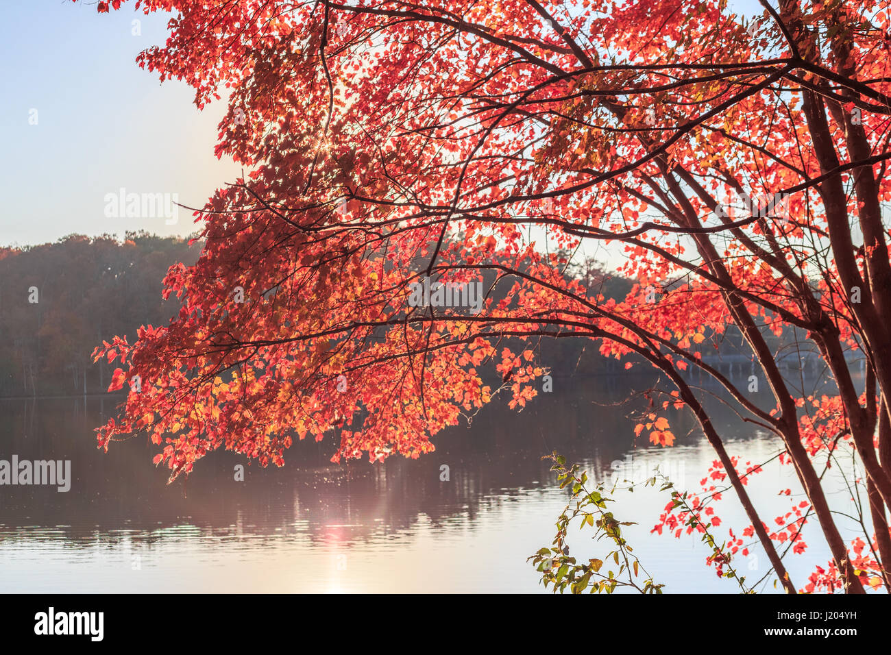 Red maple leaves uder sun light in lake Johnson in Raleigh, NC fall ...