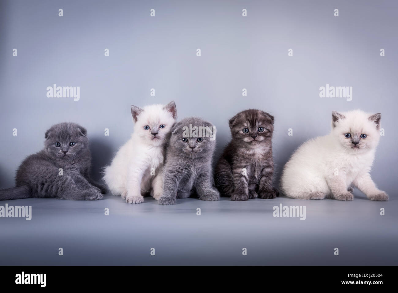 Scottish Fold small cute kitten blue colorpoint white, silver tabby ...