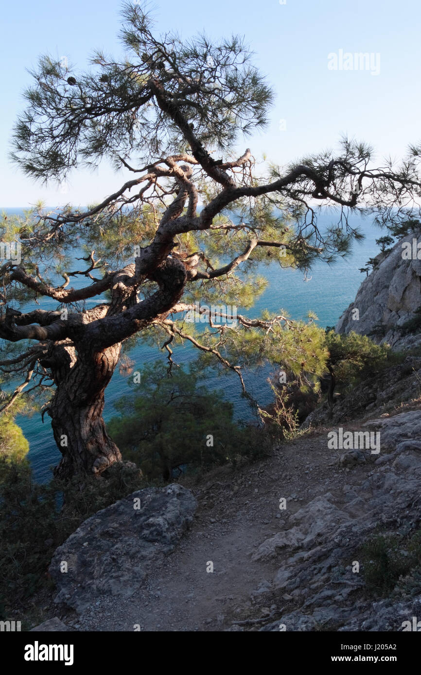 Crimean scenery with an old juniper tree growing on the cliff edge in ...