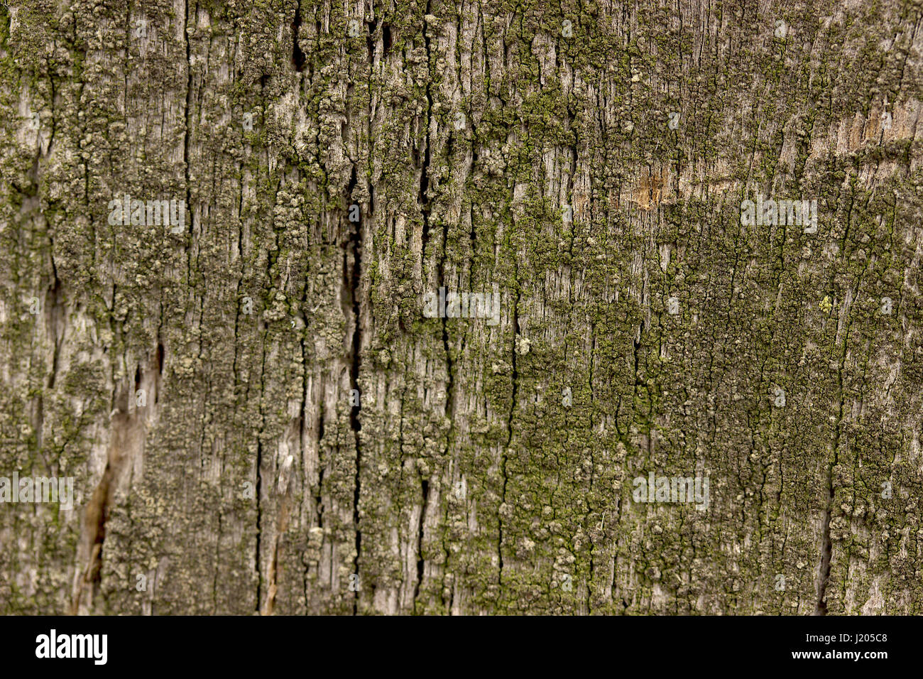 Old wood texture coverd with green moss Stock Photo - Alamy