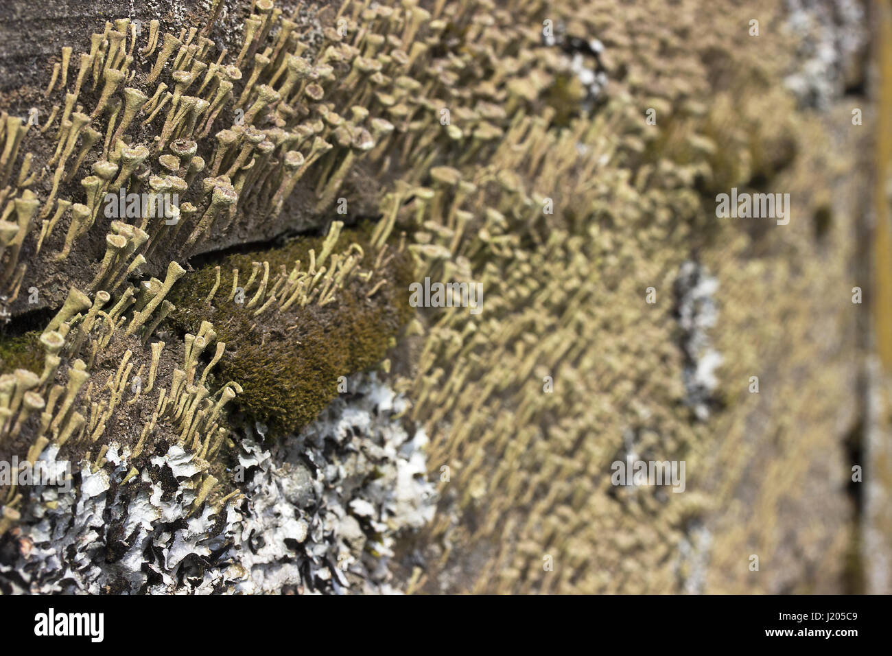 Old wood texture coverd with green moss Stock Photo - Alamy