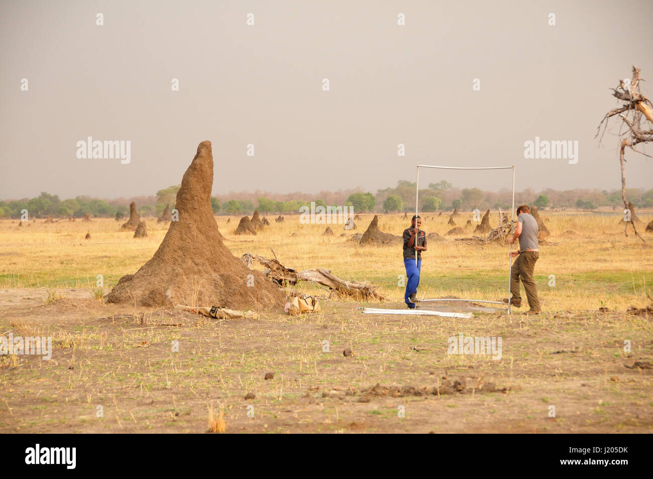 Surveying bats in Liwonde National Park, Malawi Stock Photo - Alamy