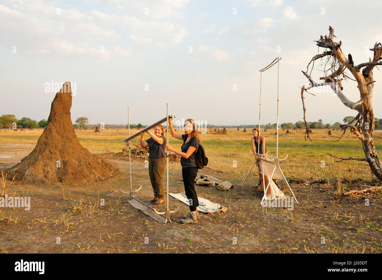 Surveying bats in Liwonde National Park, Malawi Stock Photo - Alamy