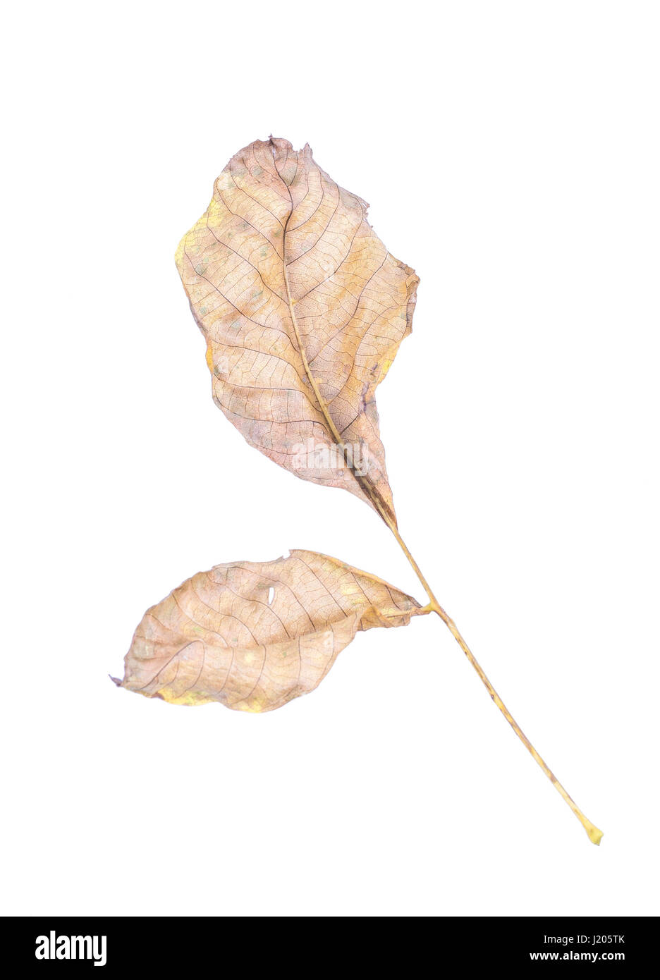 Rust color autumn leaves hi-res stock photography and images - Alamy