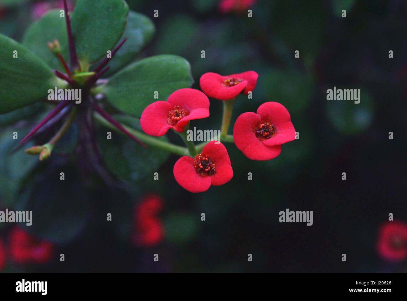 Red garden flowers Stock Photo - Alamy