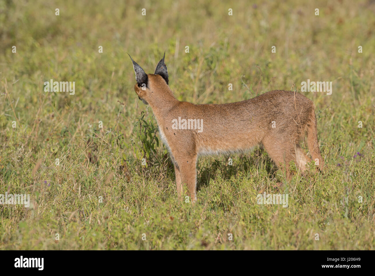 Caracal Standing High Resolution Stock Photography and Images - Alamy