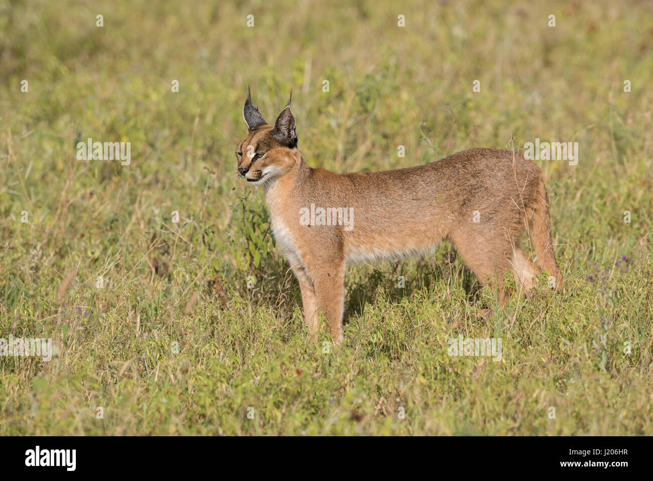 Caracal standing hi-res stock photography and images - Alamy