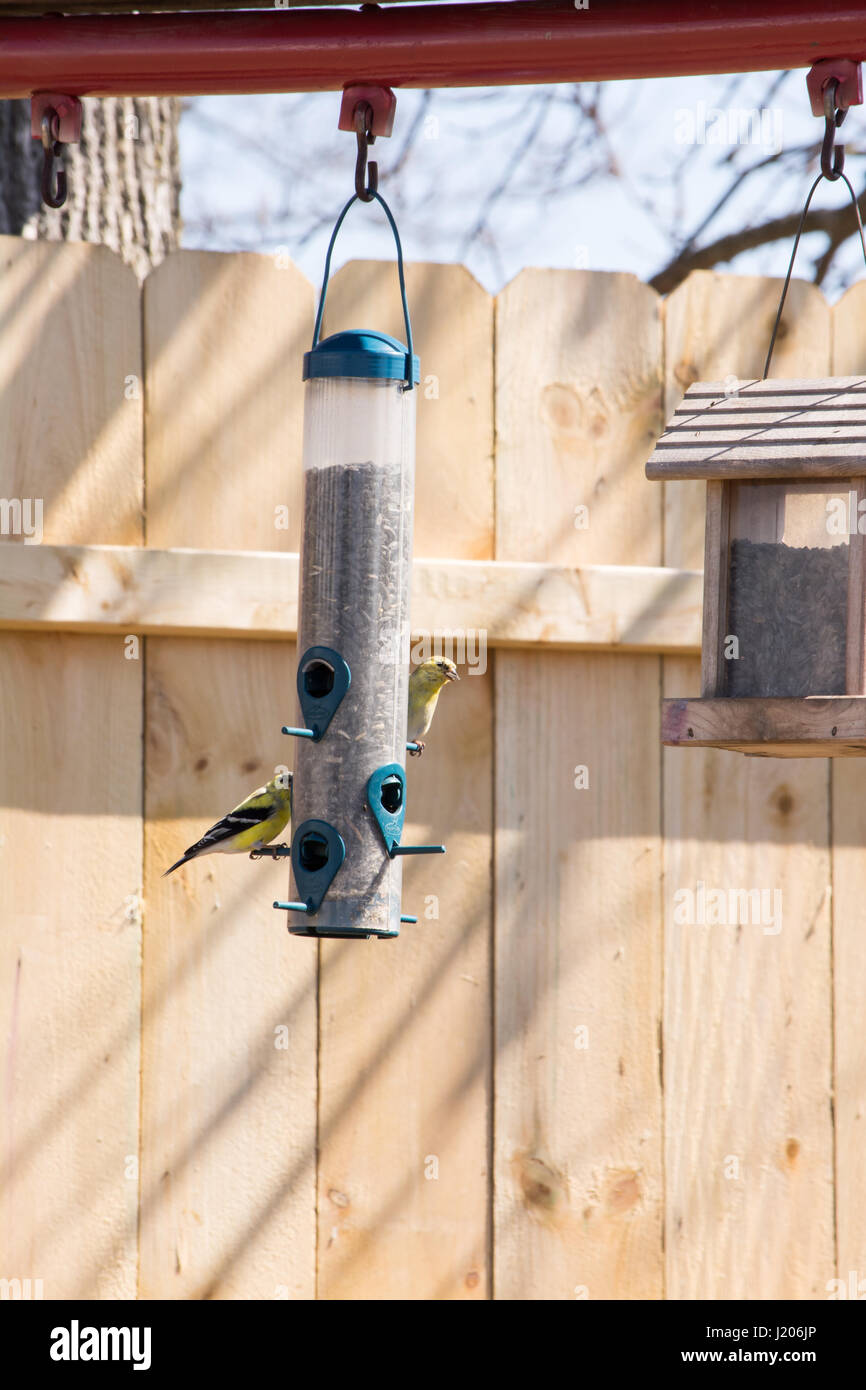 wild gold finches feeding at a feeder Stock Photo - Alamy