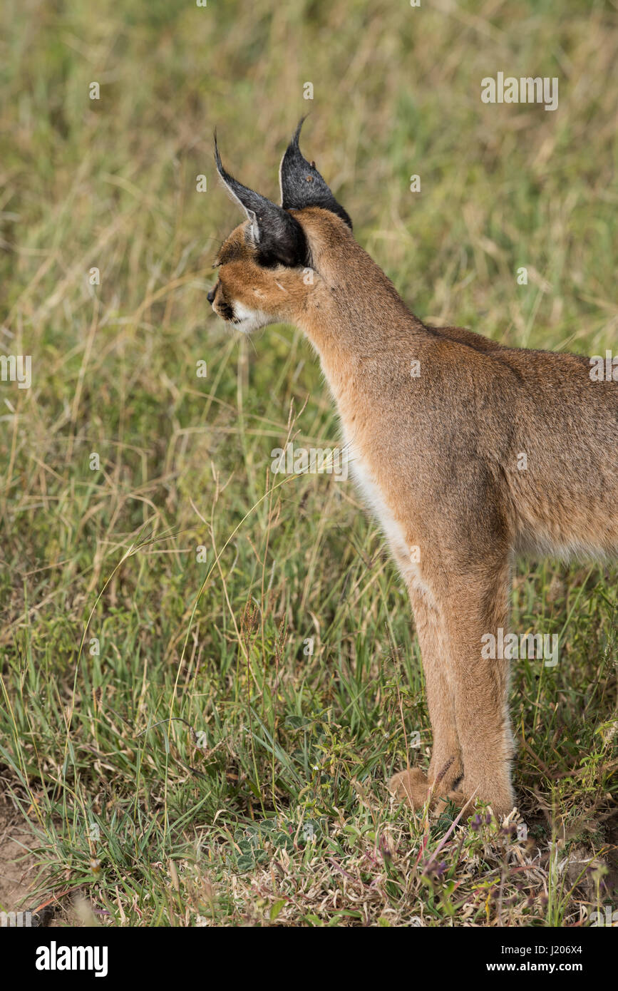 Caracal standing hi-res stock photography and images - Alamy