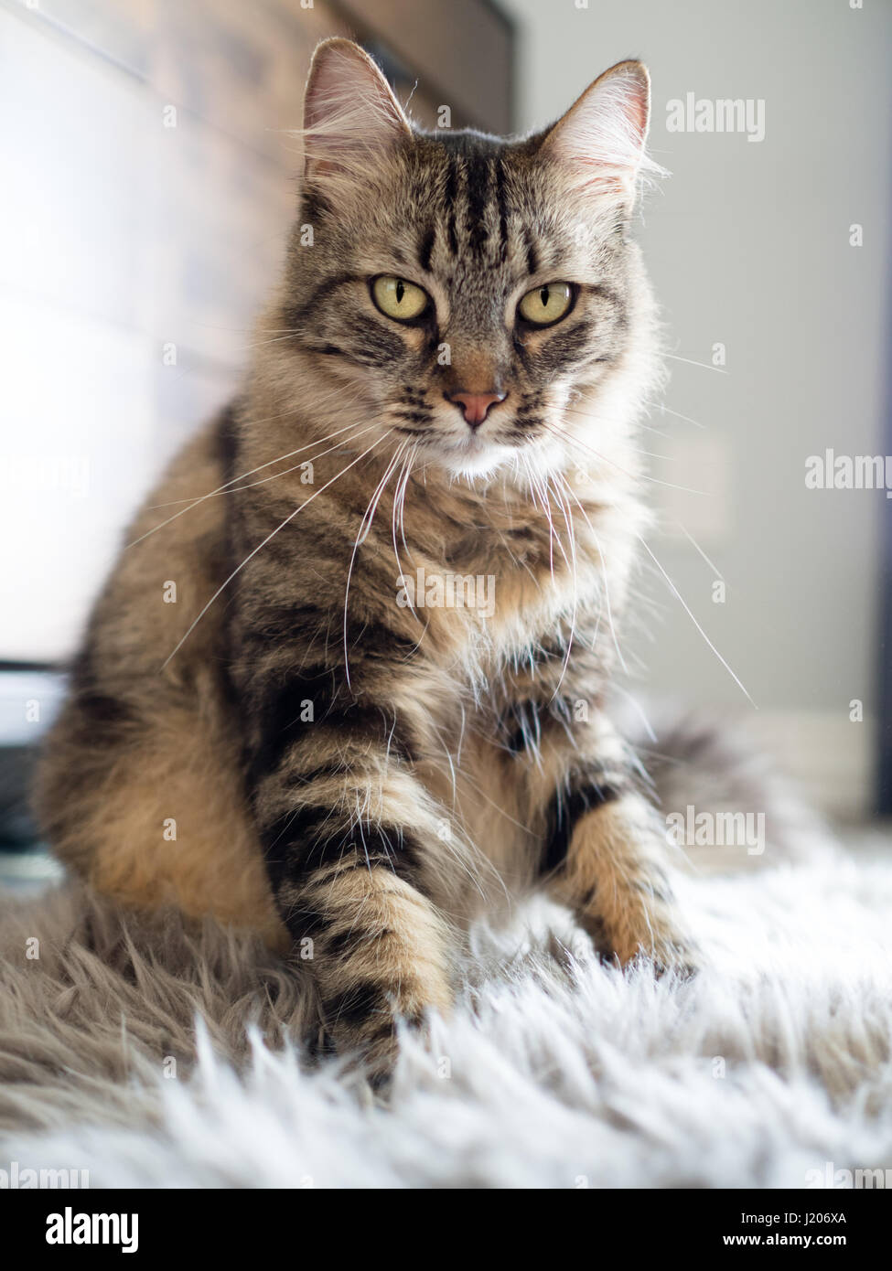 Marbled Domestic Short Hair Cat Portrait Stock Photo - Alamy