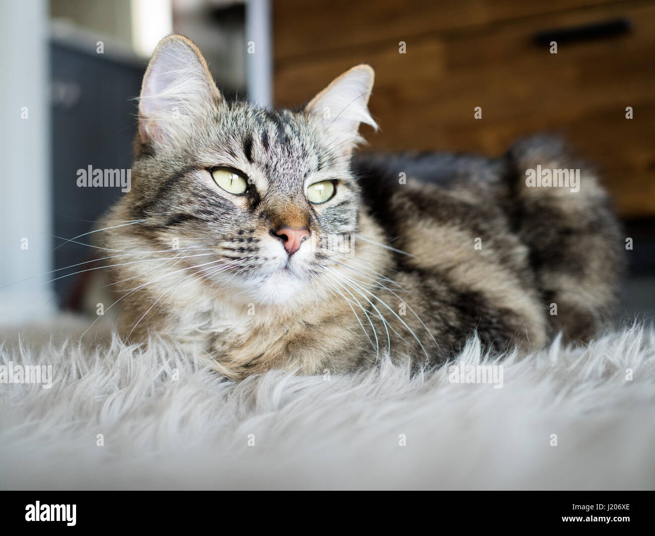 Marbled cat hi-res stock photography and images - Alamy