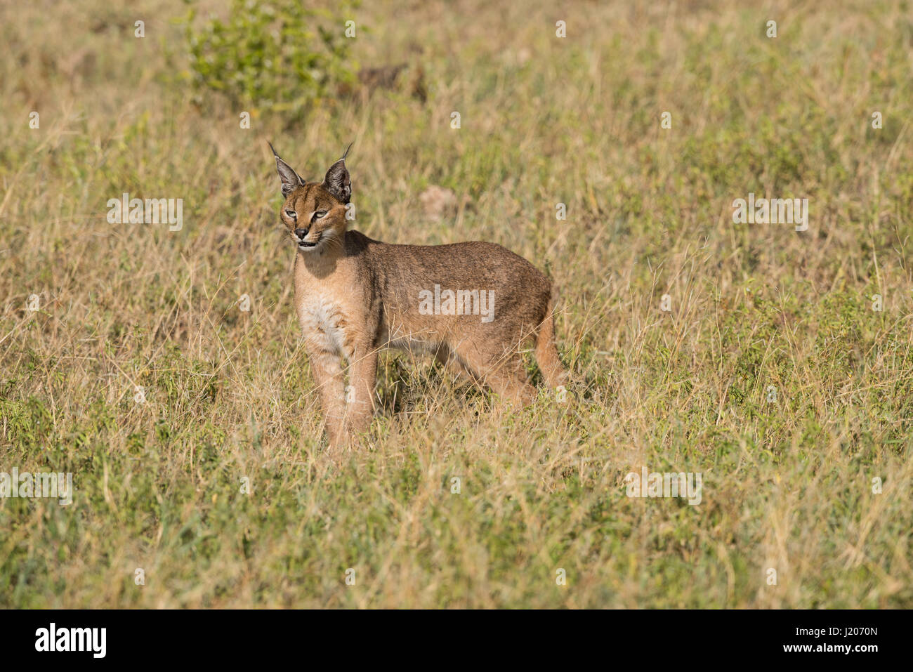 Caracal Standing High Resolution Stock Photography and Images - Alamy
