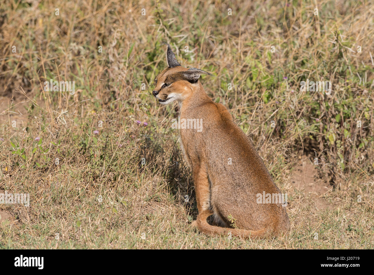 Caracal sitting hi-res stock photography and images - Alamy
