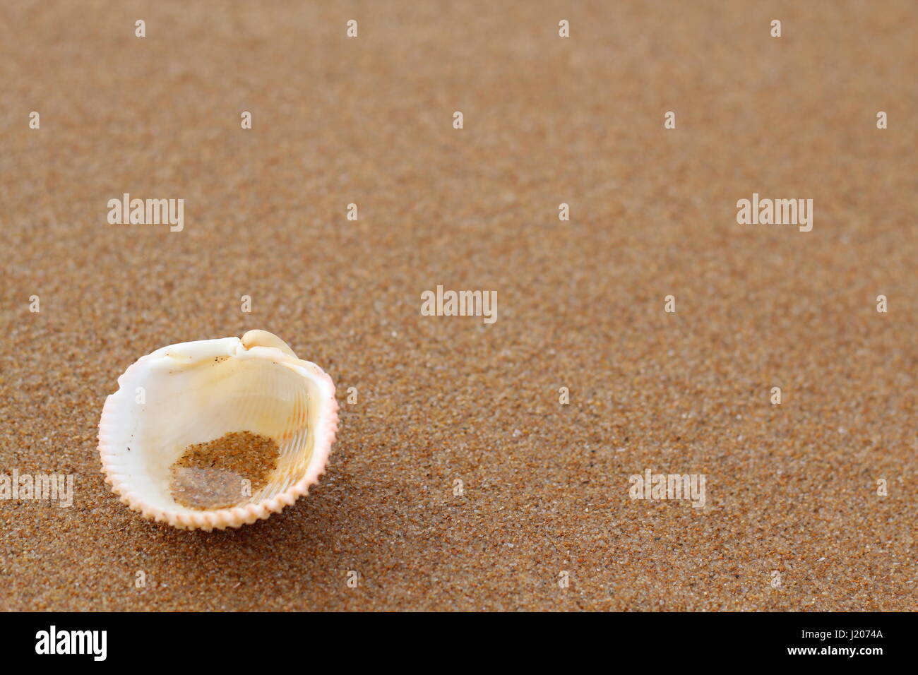 Upside down shell hi-res stock photography and images - Alamy