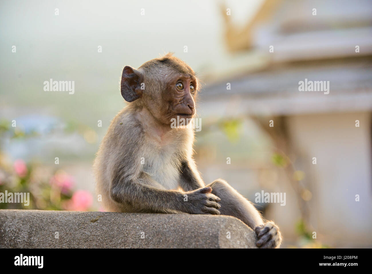 Monkey at Khao Chong Krachok monkey temple, Prachuap Khiri Khan ...