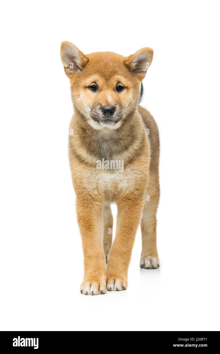 Beautiful shiba inu puppy isolated on white Stock Photo - Alamy