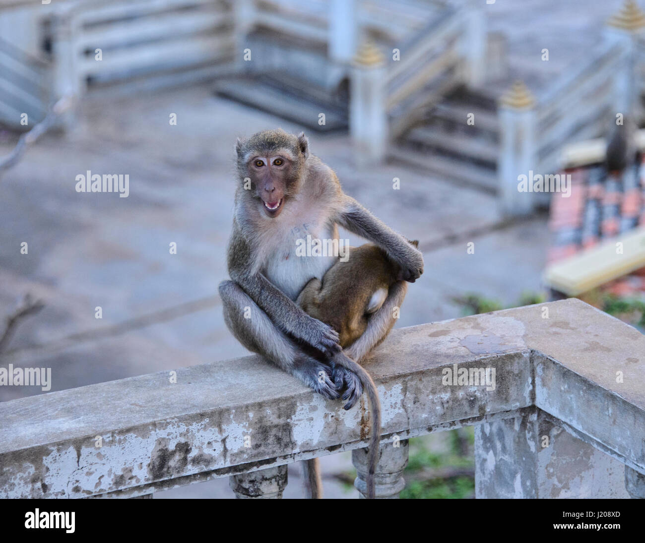 Monkey at Khao Chong Krachok monkey temple, Prachuap Khiri Khan ...