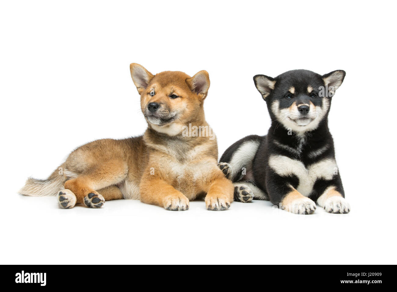 Beautiful shiba inu puppies isolated on white Stock Photo - Alamy