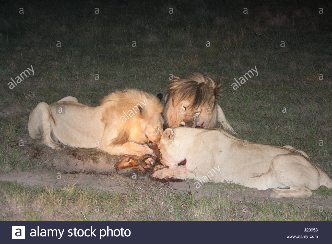 Flesh Eating Animals Stock Photos & Flesh Eating Animals Stock Images ...