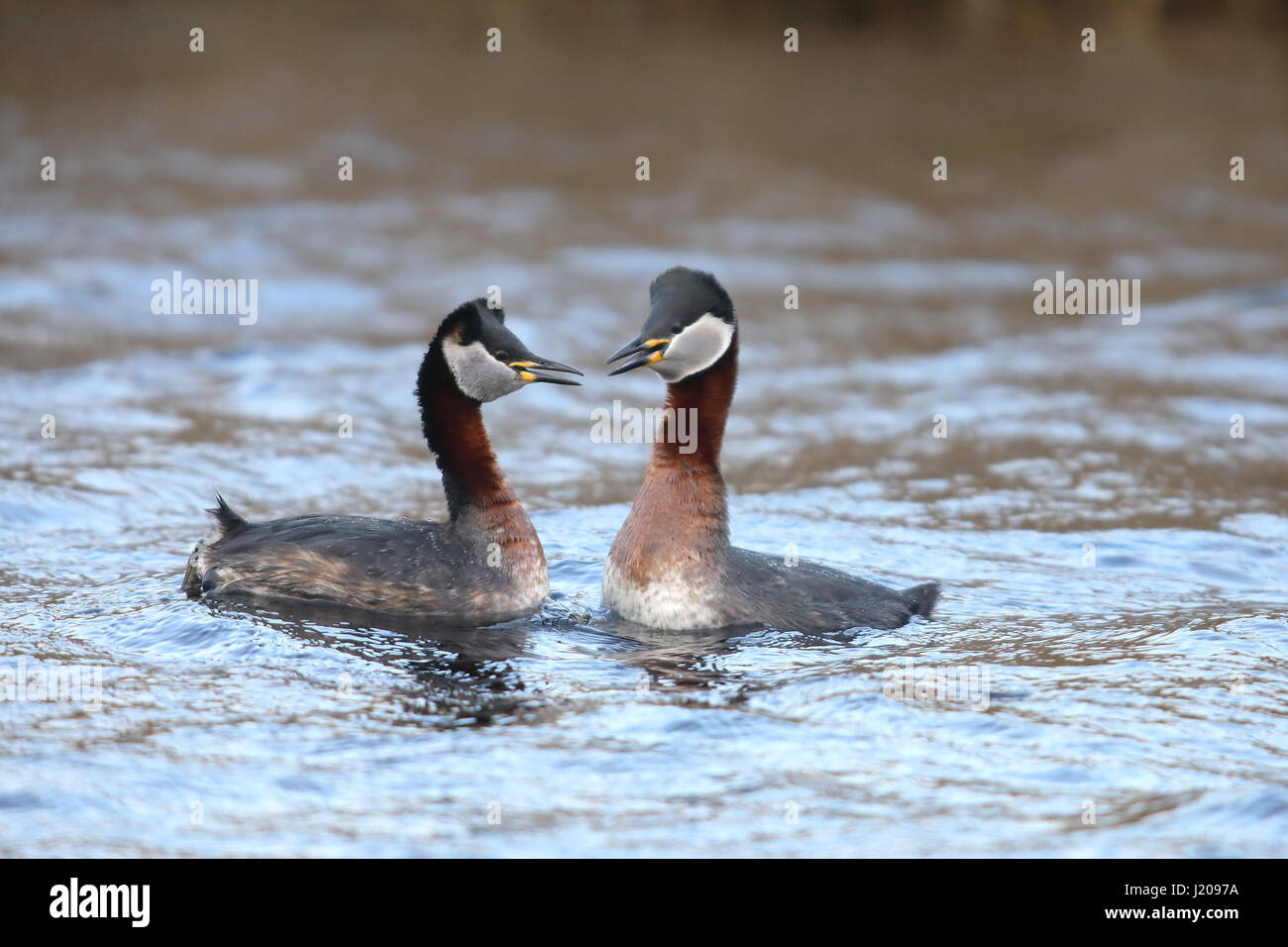 Couple mating hi-res stock photography and images - Alamy