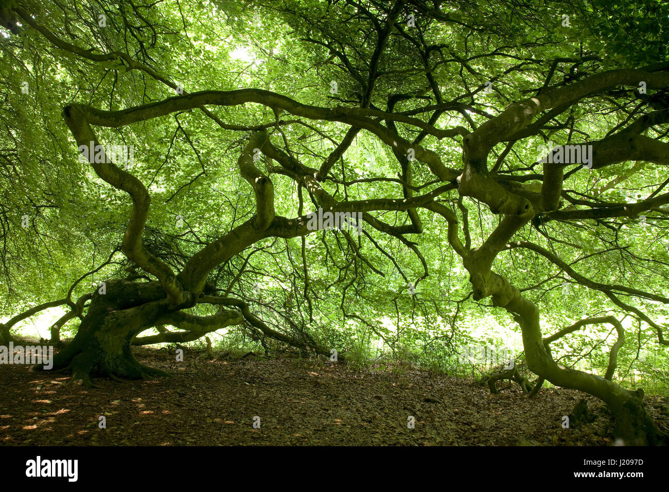 Dwarf beech tree hi-res stock photography and images - Alamy