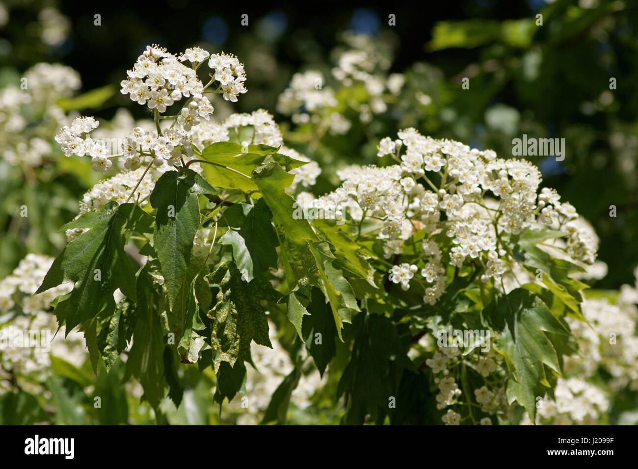 Sorbus torminalis hi-res stock photography and images - Alamy