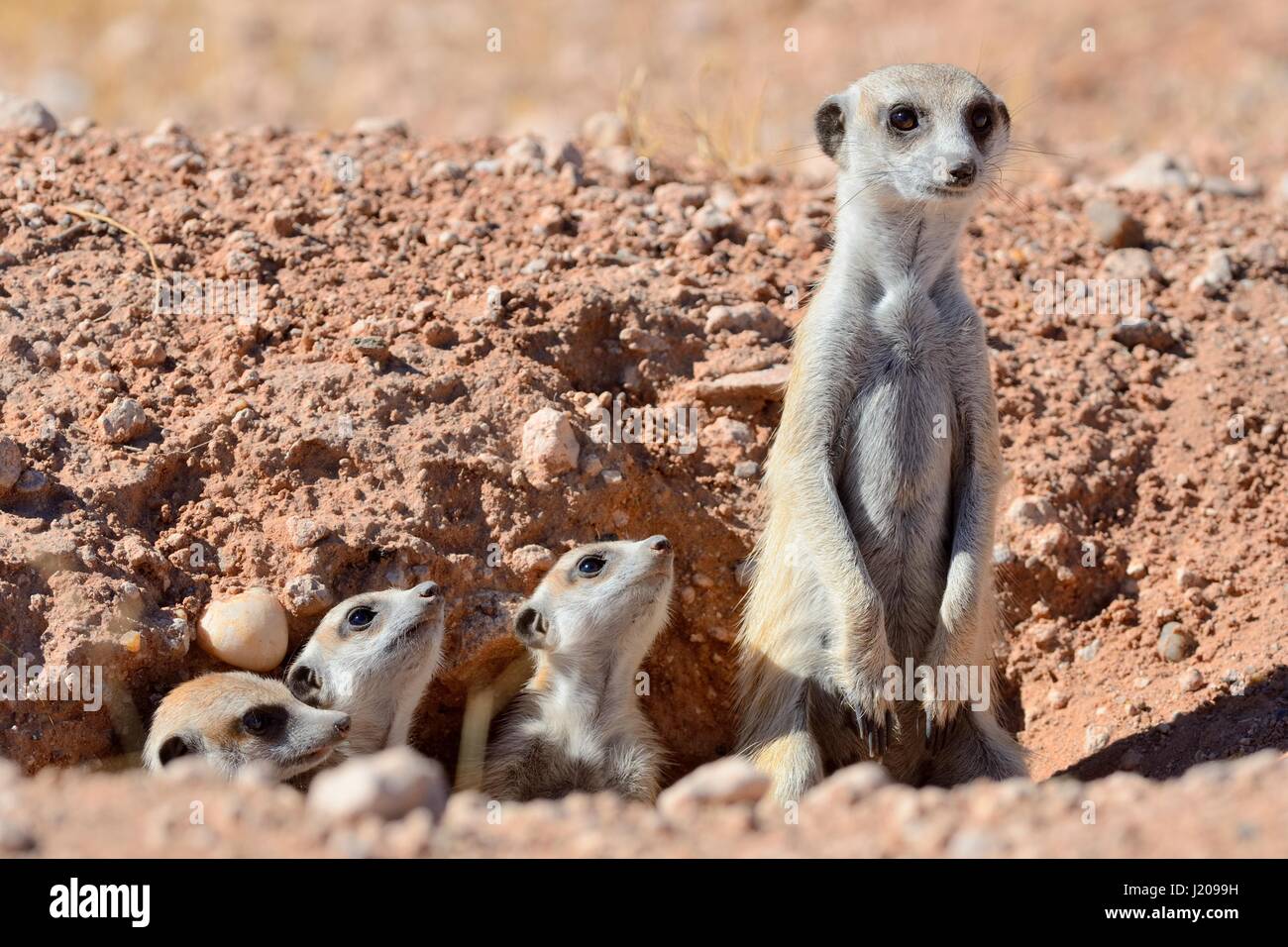 Meerkat suricata suricatta adult male hi-res stock photography and ...