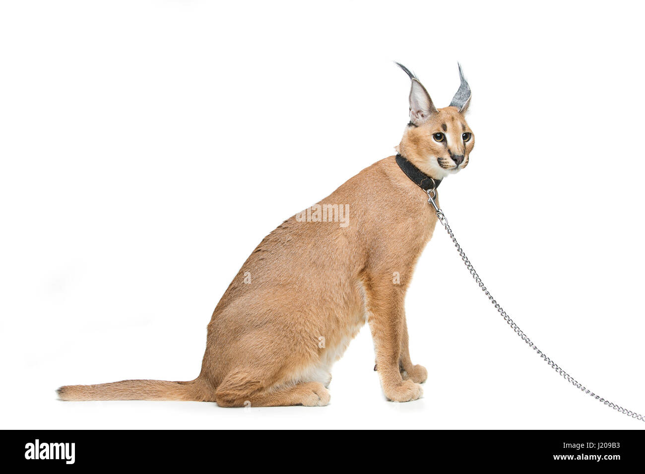 Beautiful caracal lynx isolated on white Stock Photo - Alamy