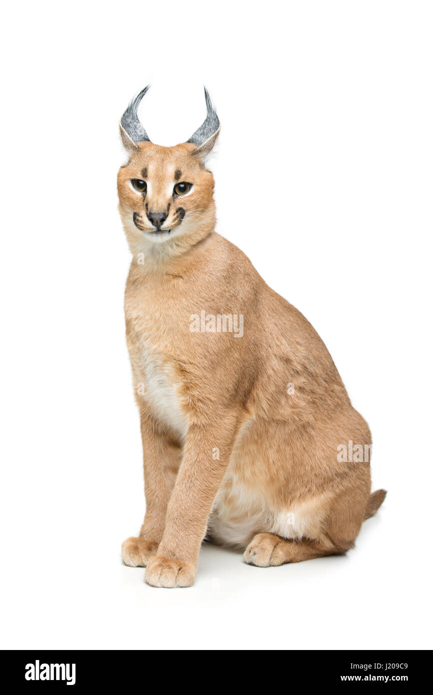 Caracal lynx kitten Cut Out Stock Images & Pictures - Alamy