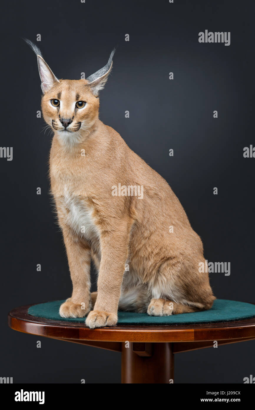 Beautiful caracal lynx over black background Stock Photo - Alamy