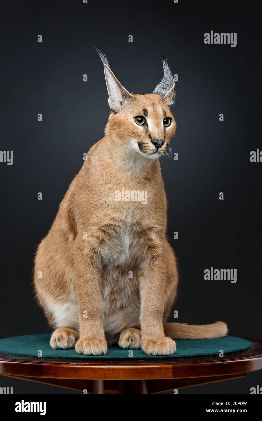 Beautiful caracal lynx over black background Stock Photo - Alamy