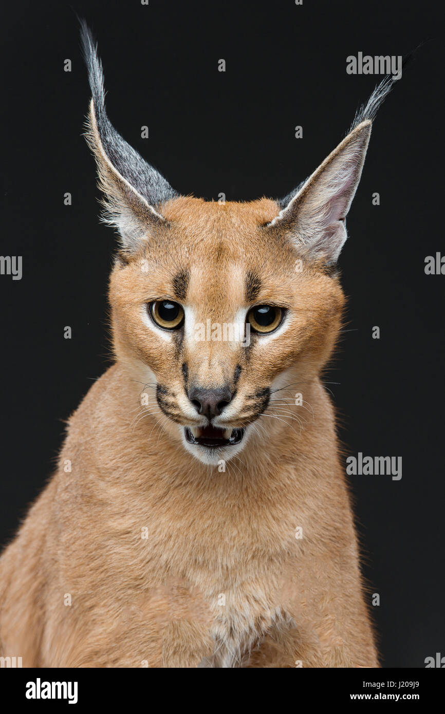 Beautiful caracal lynx over black background Stock Photo - Alamy