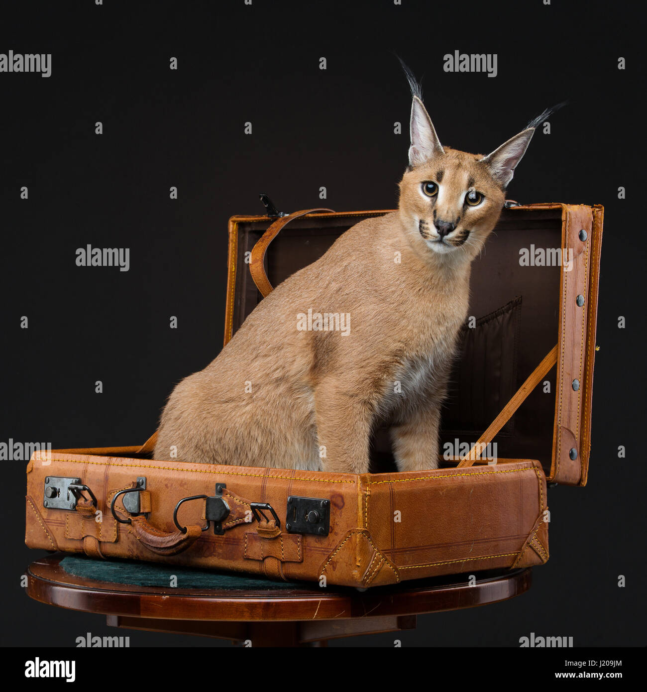 Beautiful caracal lynx over black background Stock Photo - Alamy